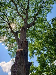 SERVICES – Tees Trees