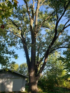 Gallery – Tees Trees